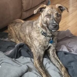 Mountain Cur Training, Size, Black, Personality, and Hypoallergenic